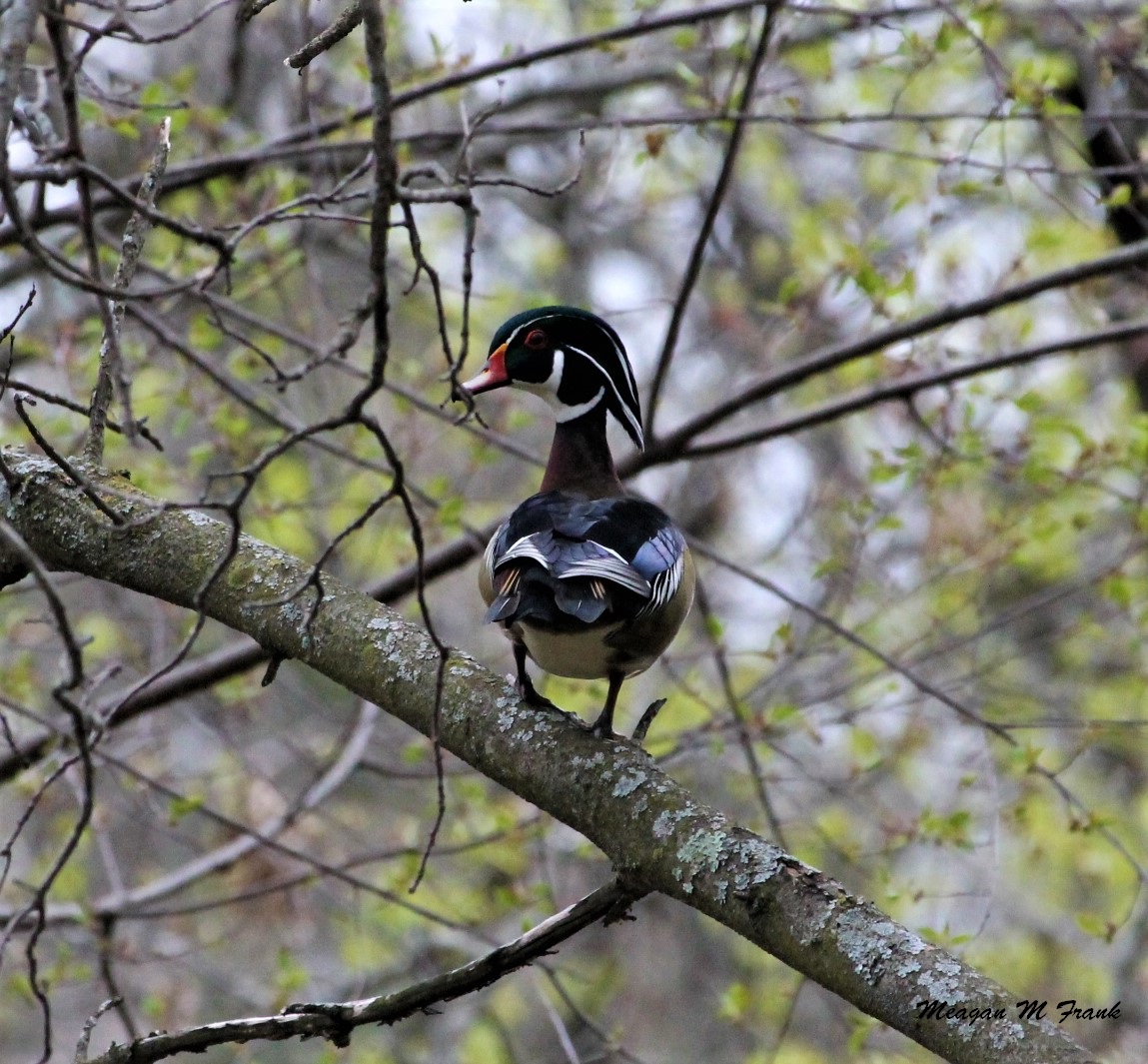 I Think I’m a Wood Duck… – Meagan Frank